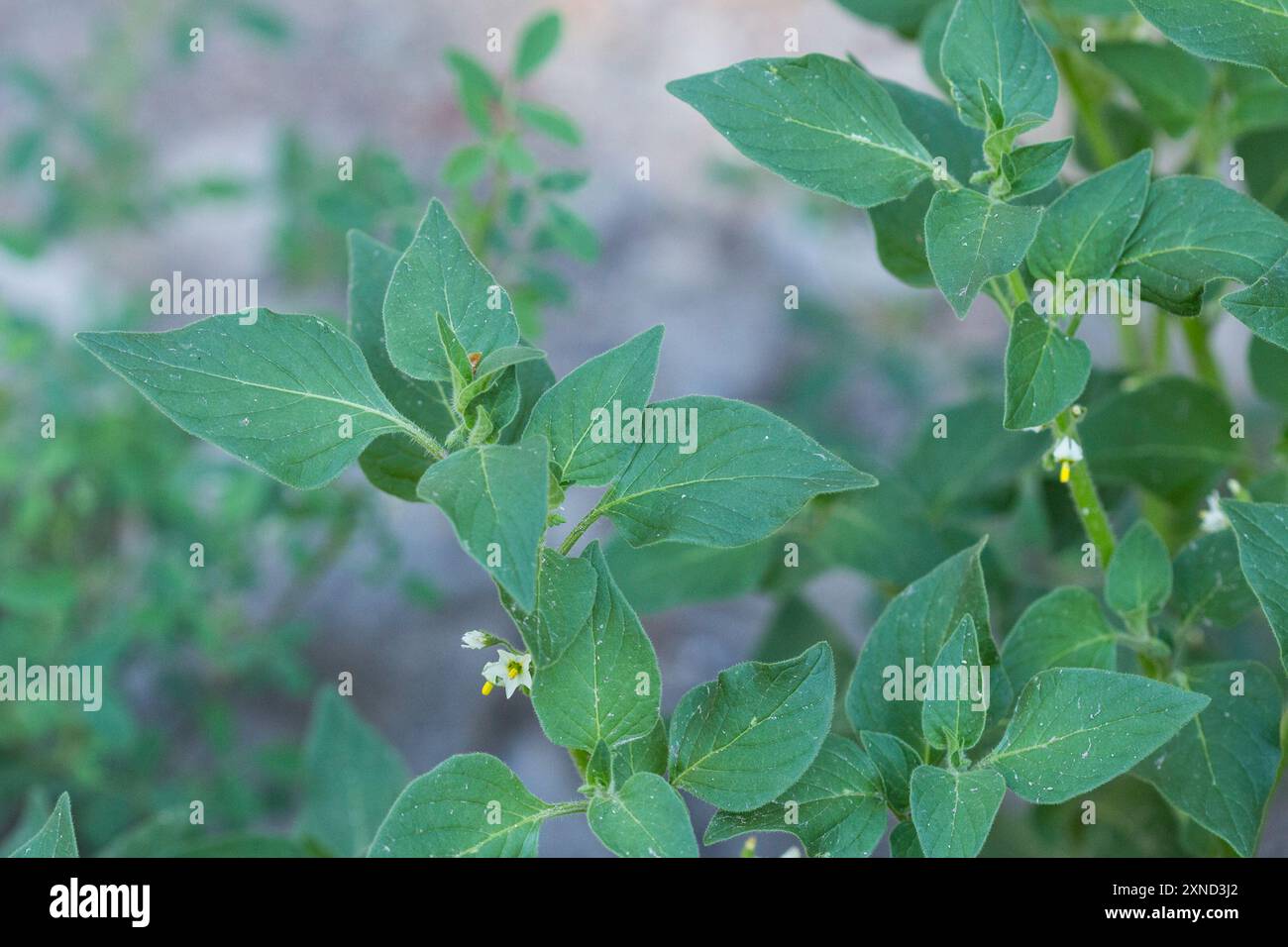 Green Nightshade (Solanum nitidibaccatum) Plantae Stock Photo - Alamy
