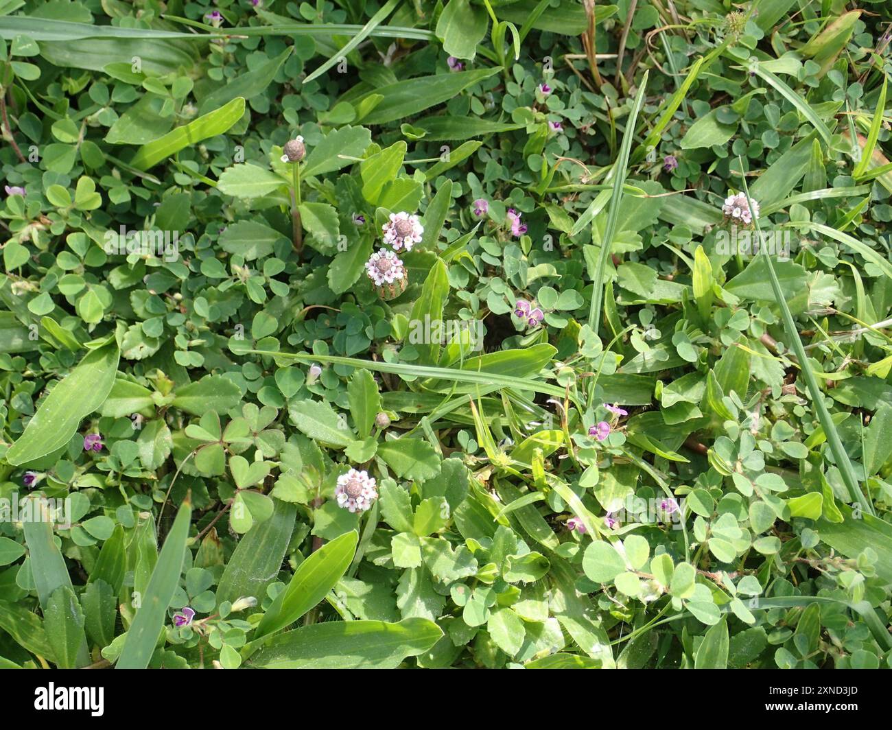 turkey tangle frogfruit (Phyla nodiflora) Plantae Stock Photo - Alamy