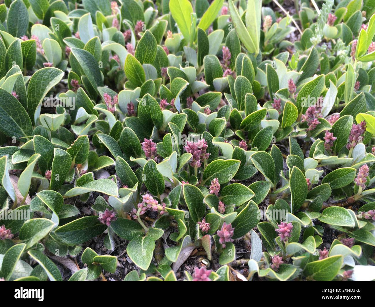 snow willow (Salix nivalis) Plantae Stock Photo - Alamy