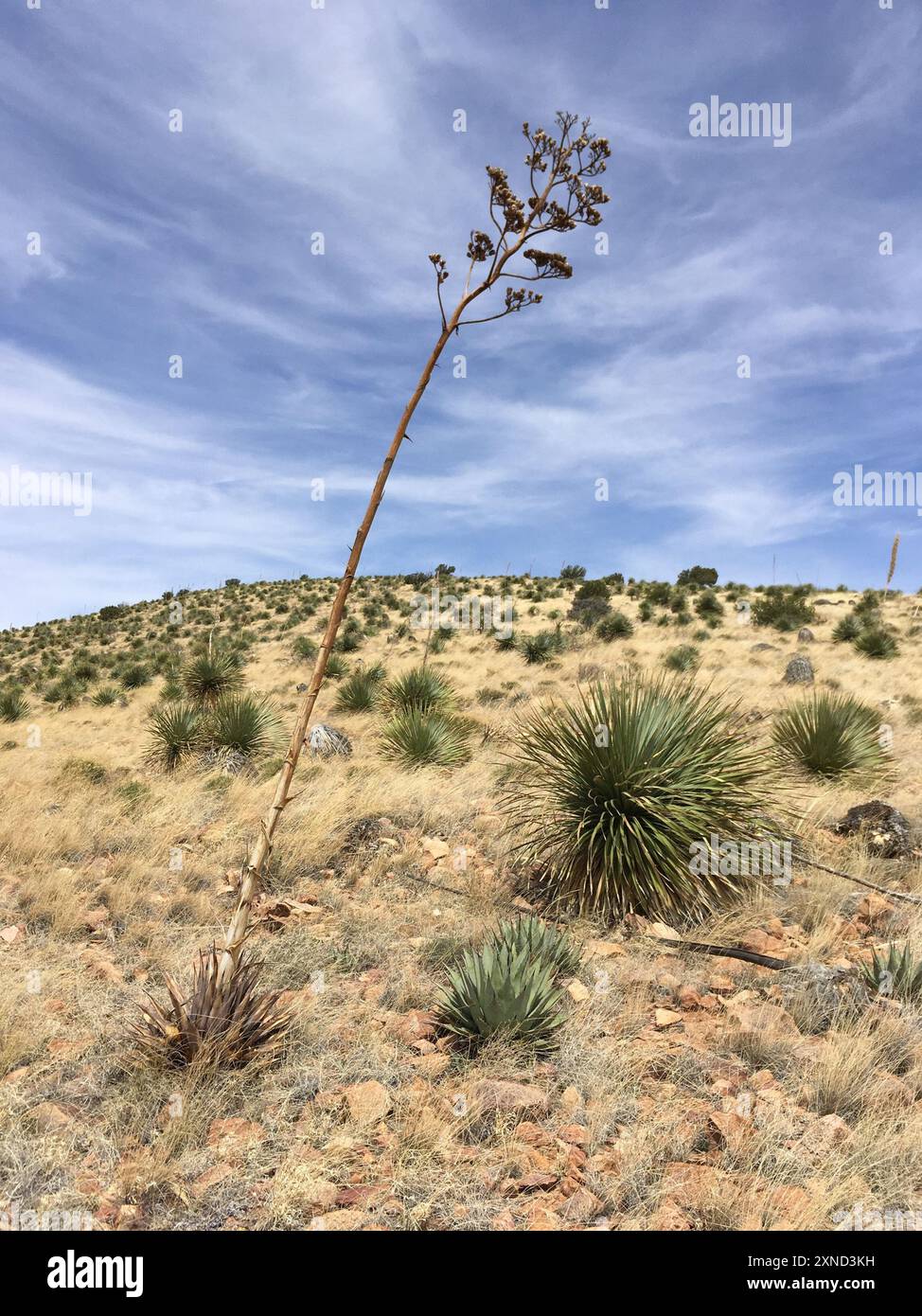 Parry's agave (Agave parryi) Plantae Stock Photo - Alamy