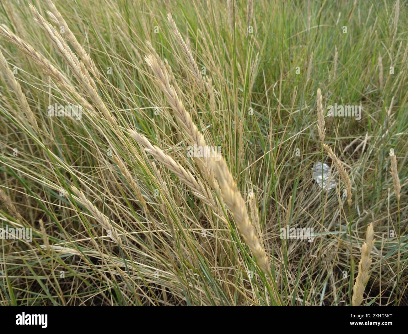sea couch (Elymus athericus) Plantae Stock Photo - Alamy