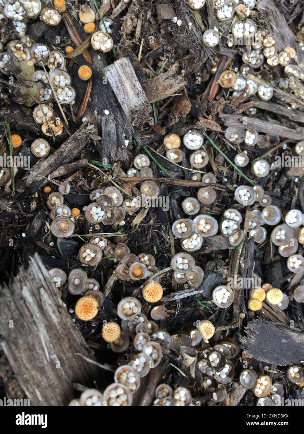 common bird's nest fungus (Crucibulum laeve) Fungi Stock Photo - Alamy