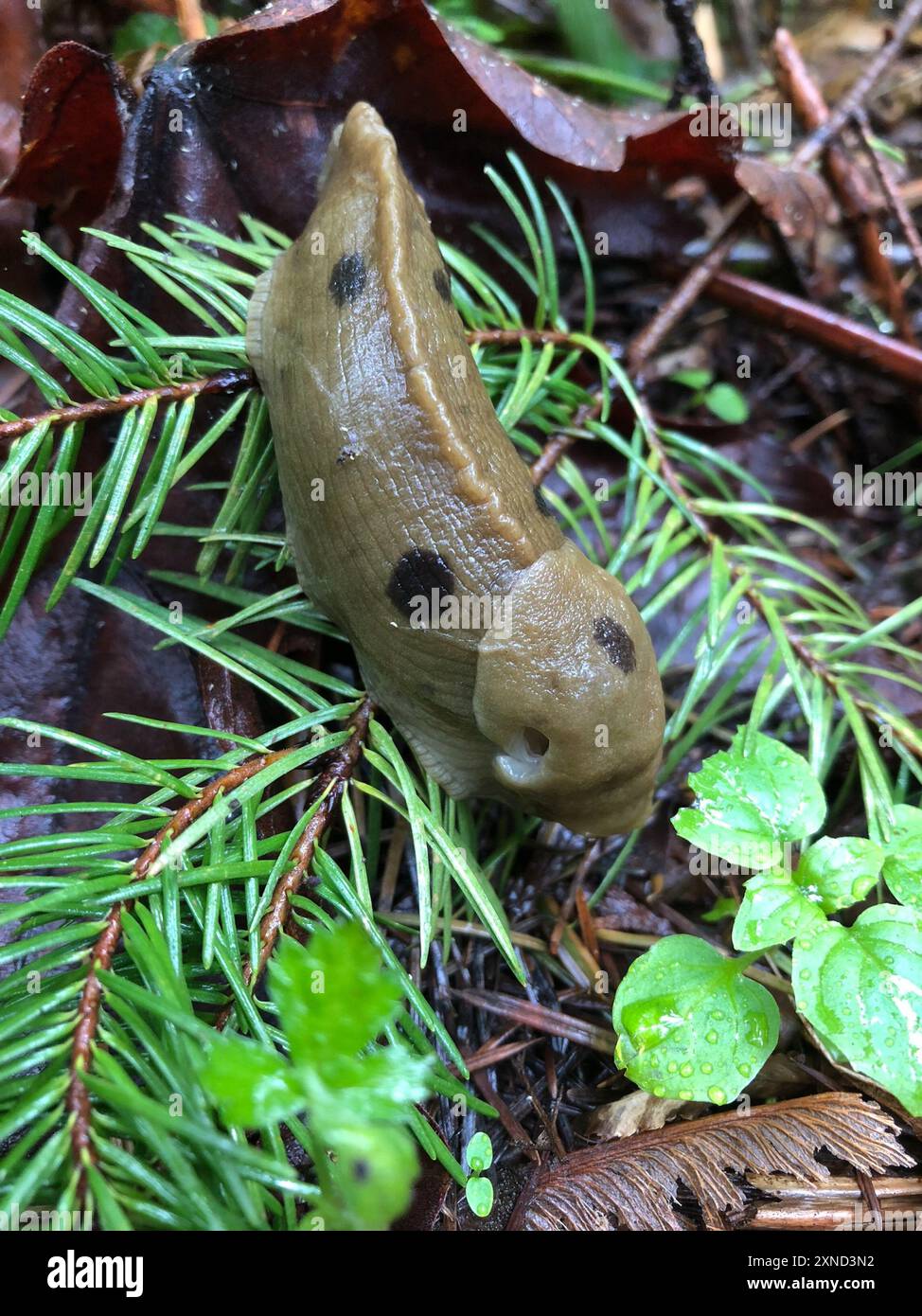 Pacific Banana Slug (Ariolimax columbianus) Mollusca Stock Photo - Alamy