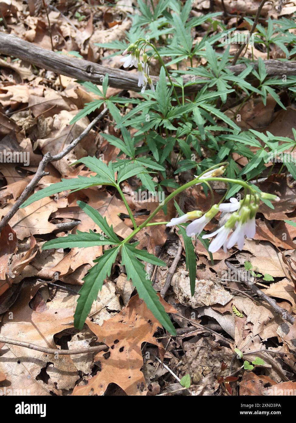 cut-leaved toothwort (Cardamine concatenata) Plantae Stock Photo - Alamy