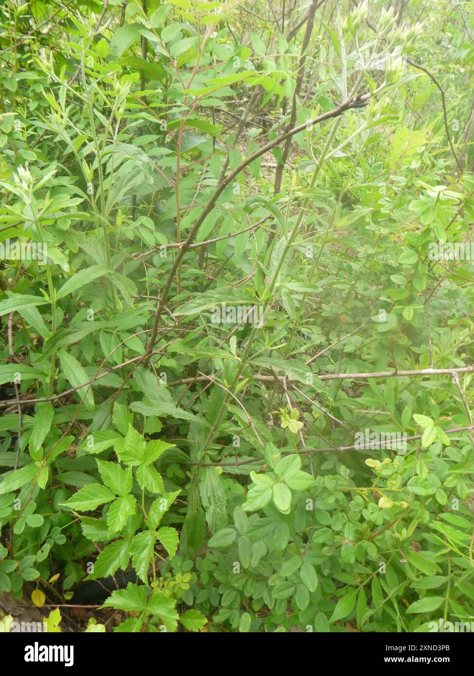 white boneset (Eupatorium album) Plantae Stock Photo - Alamy