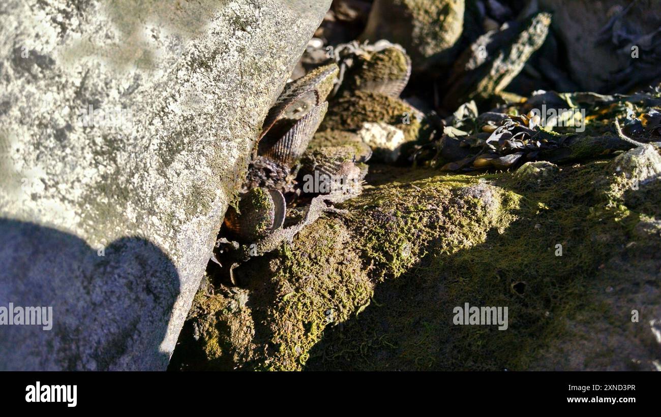 Atlantic Ribbed Mussel (Geukensia demissa) Mollusca Stock Photo - Alamy