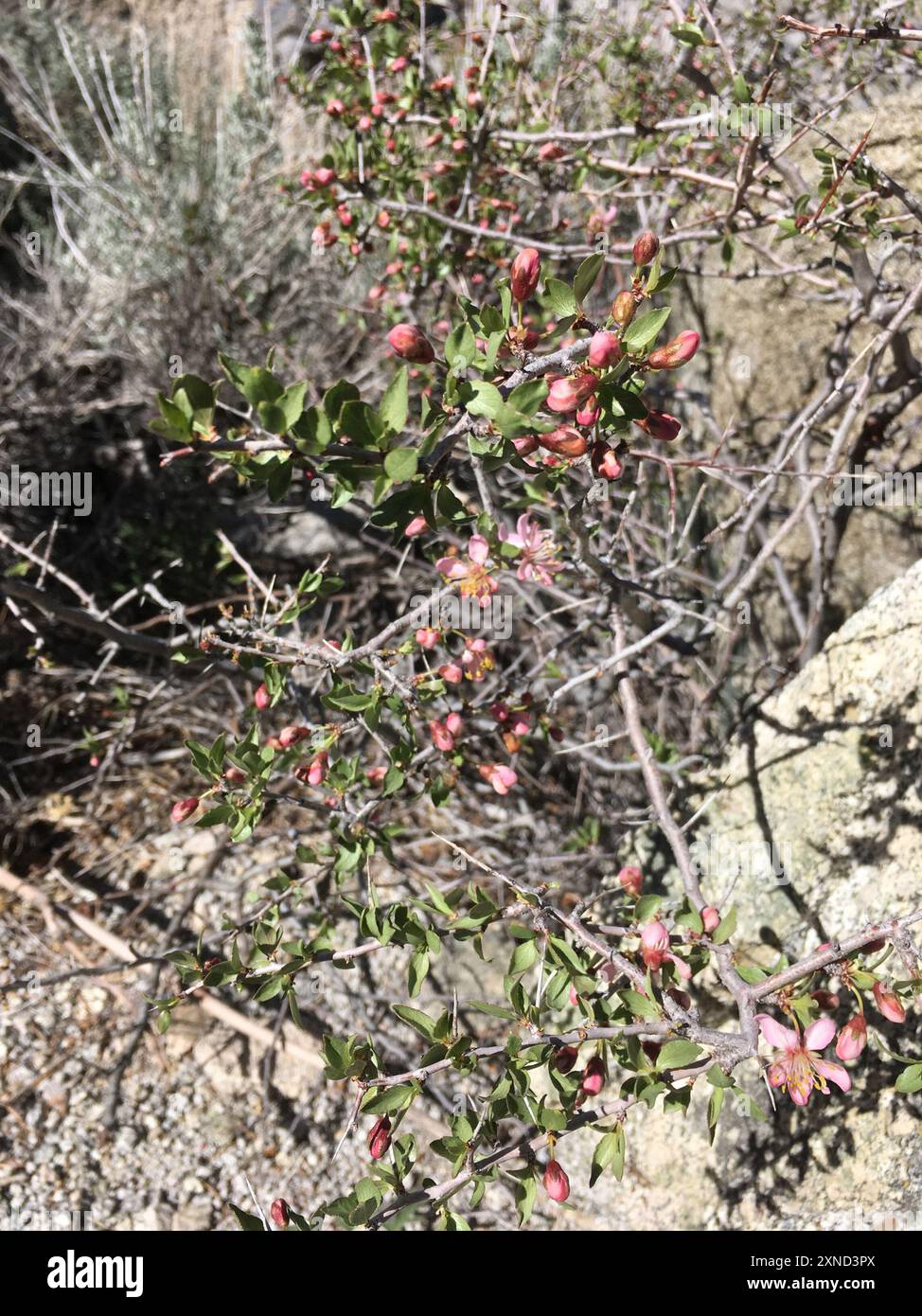 Desert Peach (Prunus andersonii) Plantae Stock Photo - Alamy