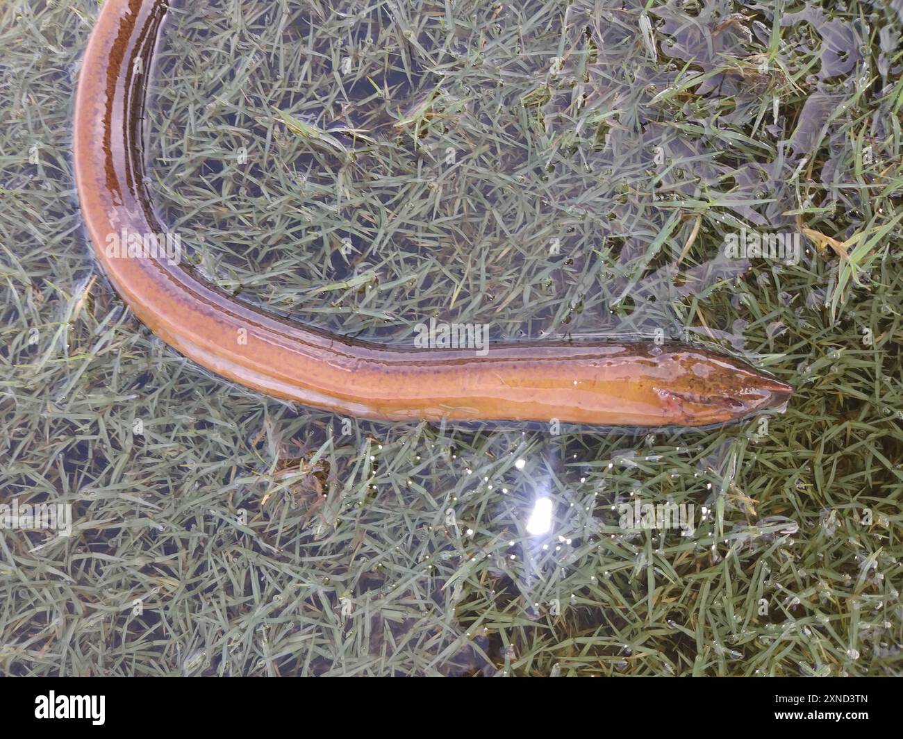 Asian Swamp Eel (Monopterus albus) Actinopterygii Stock Photo - Alamy