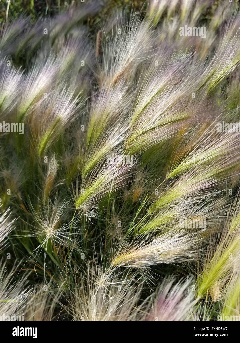 Foxtail Barley (Hordeum jubatum) Plantae Stock Photo - Alamy