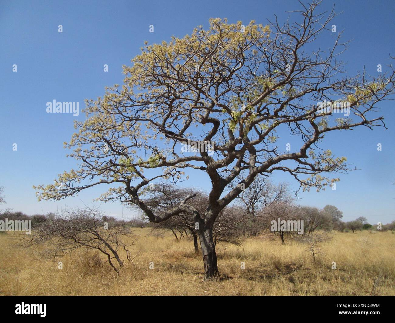 wild syringa (Burkea africana) Plantae Stock Photo - Alamy