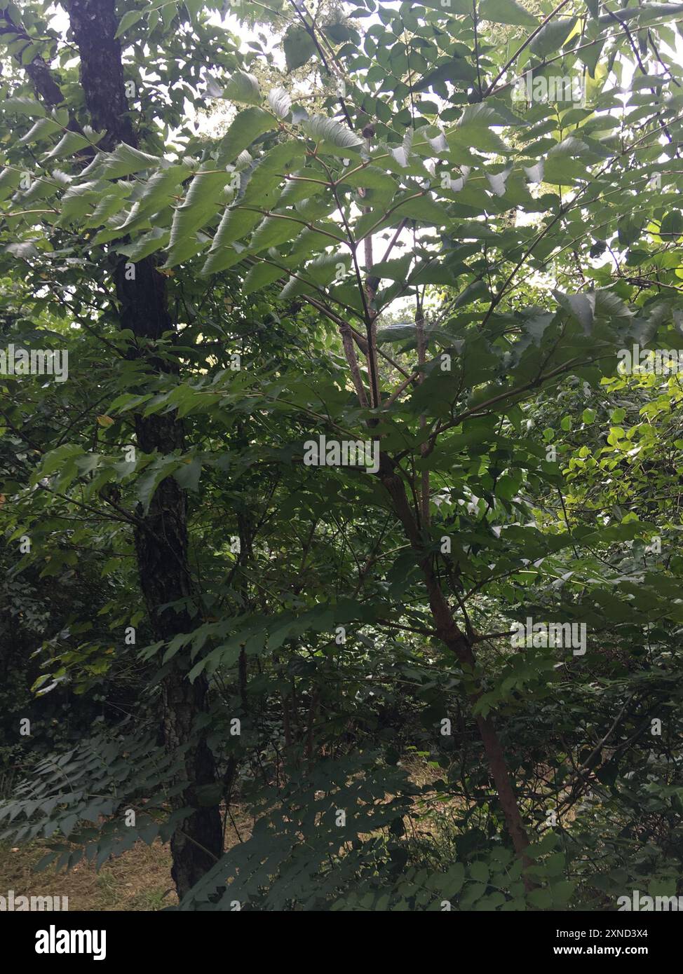 Japanese angelica tree (Aralia elata) Plantae Stock Photo - Alamy