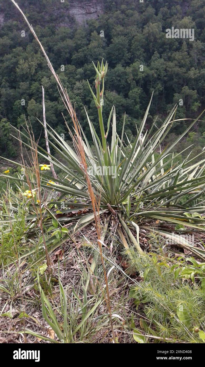 common yucca (Yucca filamentosa) Plantae Stock Photo - Alamy