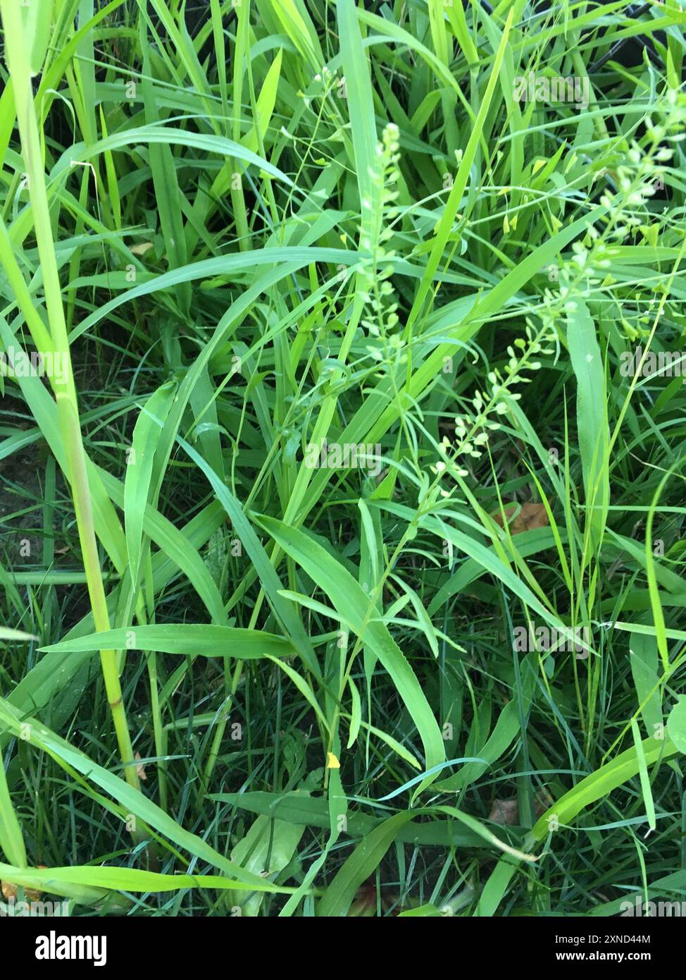 Common Peppergrass (Lepidium densiflorum) Plantae Stock Photo - Alamy