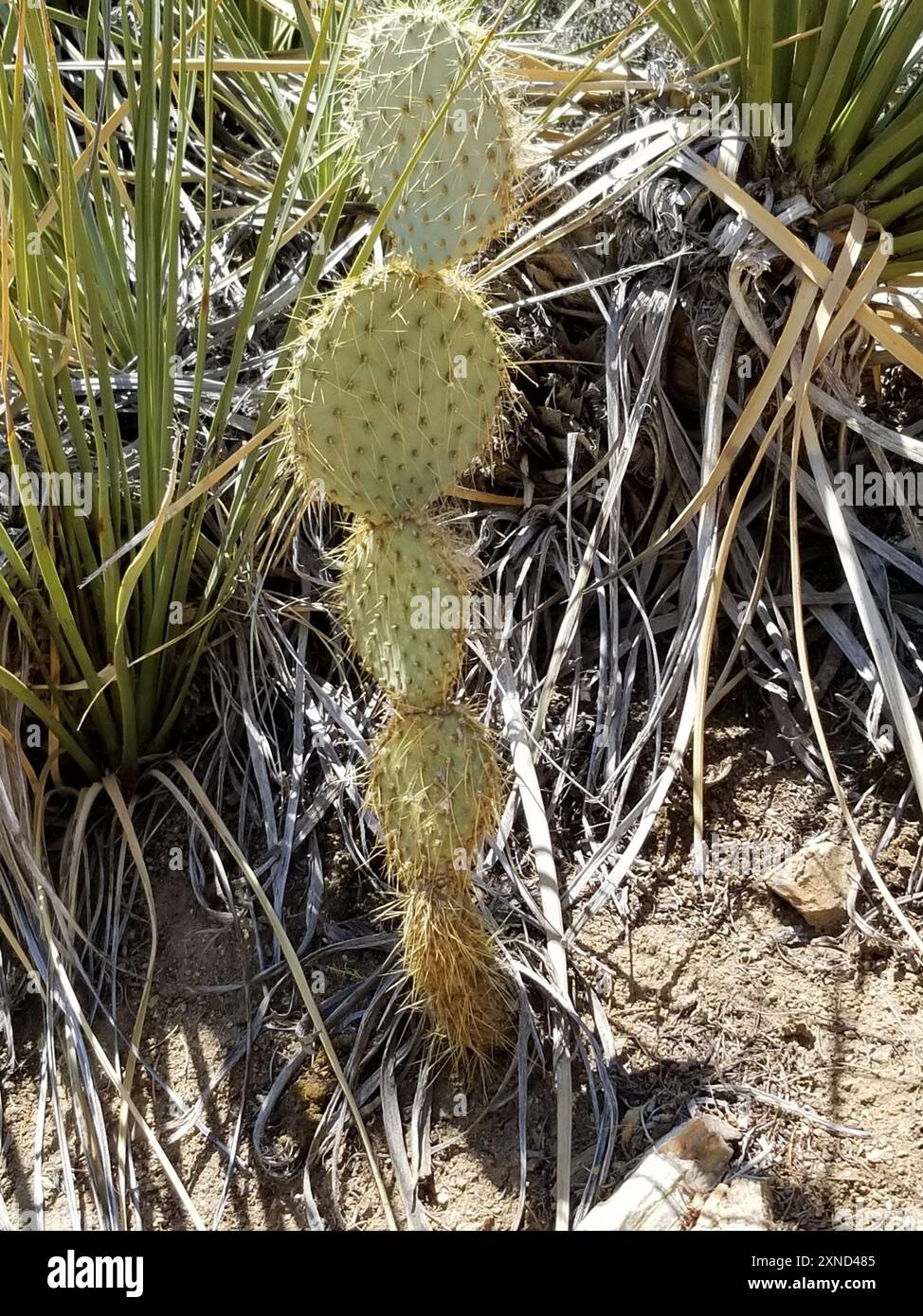 Pancake Pricklypear (Opuntia chlorotica) Plantae Stock Photo - Alamy