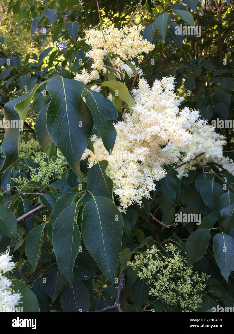 Japanese Tree Lilac (Syringa reticulata) Plantae Stock Photo - Alamy
