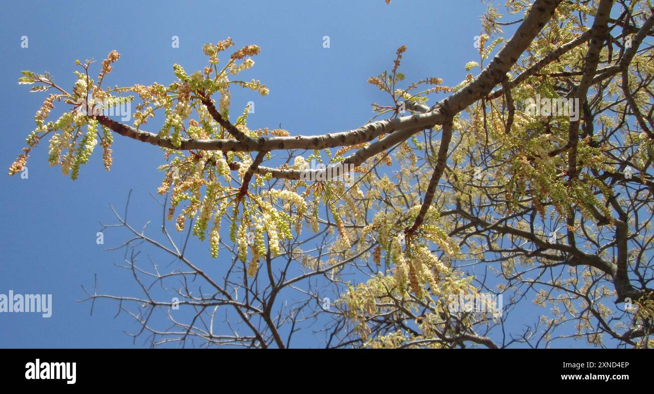 wild syringa (Burkea africana) Plantae Stock Photo - Alamy