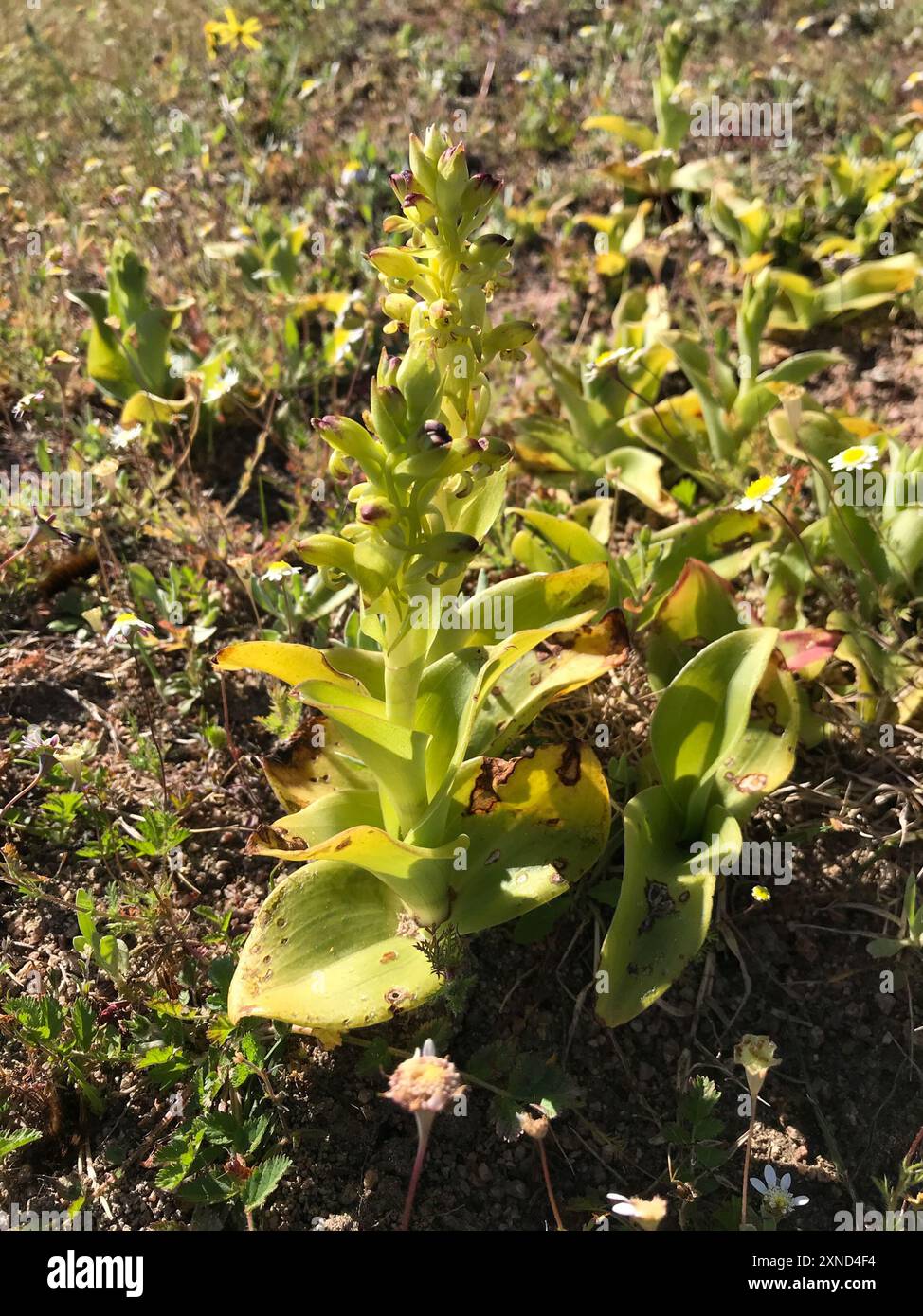 Satyrium odorum hi-res stock photography and images - Alamy