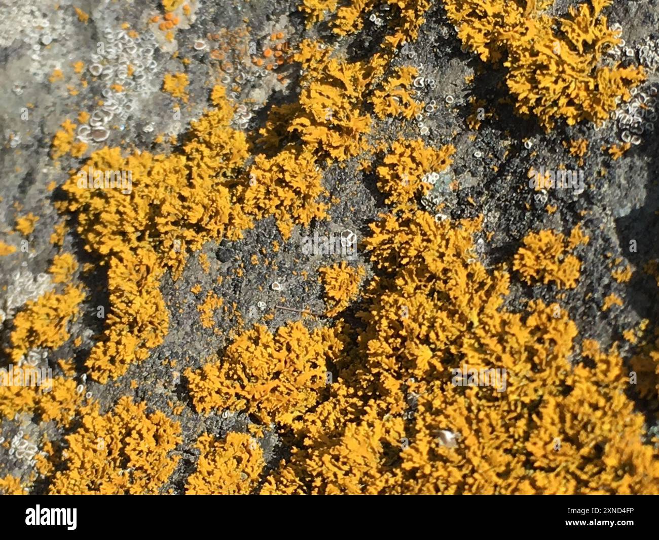 Shrubby Sunburst Lichen (Polycauliona candelaria) Fungi Stock Photo - Alamy