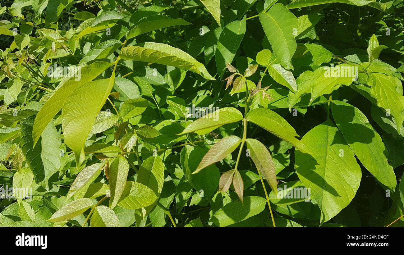 Persian walnut (Juglans regia) Plantae Stock Photo - Alamy