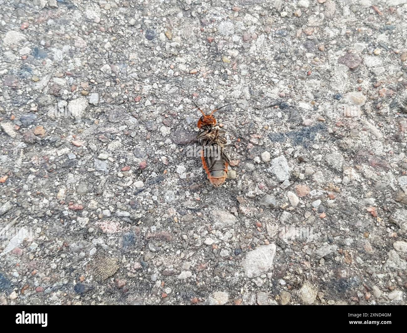 Dark Sailor Beetle (Cantharis fusca) Insecta Stock Photo - Alamy