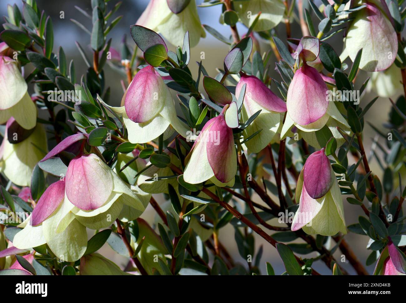 Large flowers of the Australian native Qualup Bell, Pimelea physodes ...