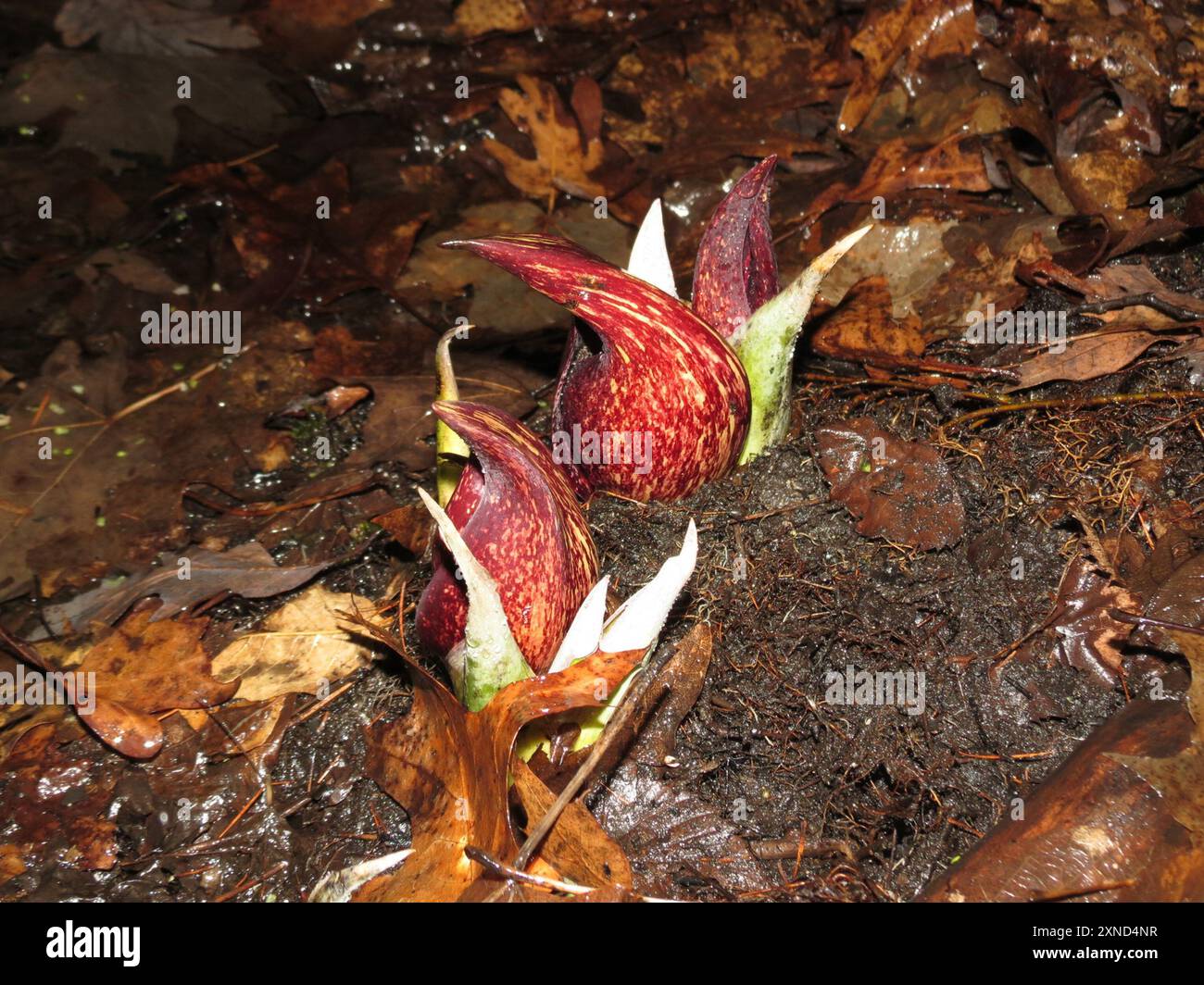 Eastern Skunk Cabbage (Symplocarpus foetidus) Plantae Stock Photo - Alamy