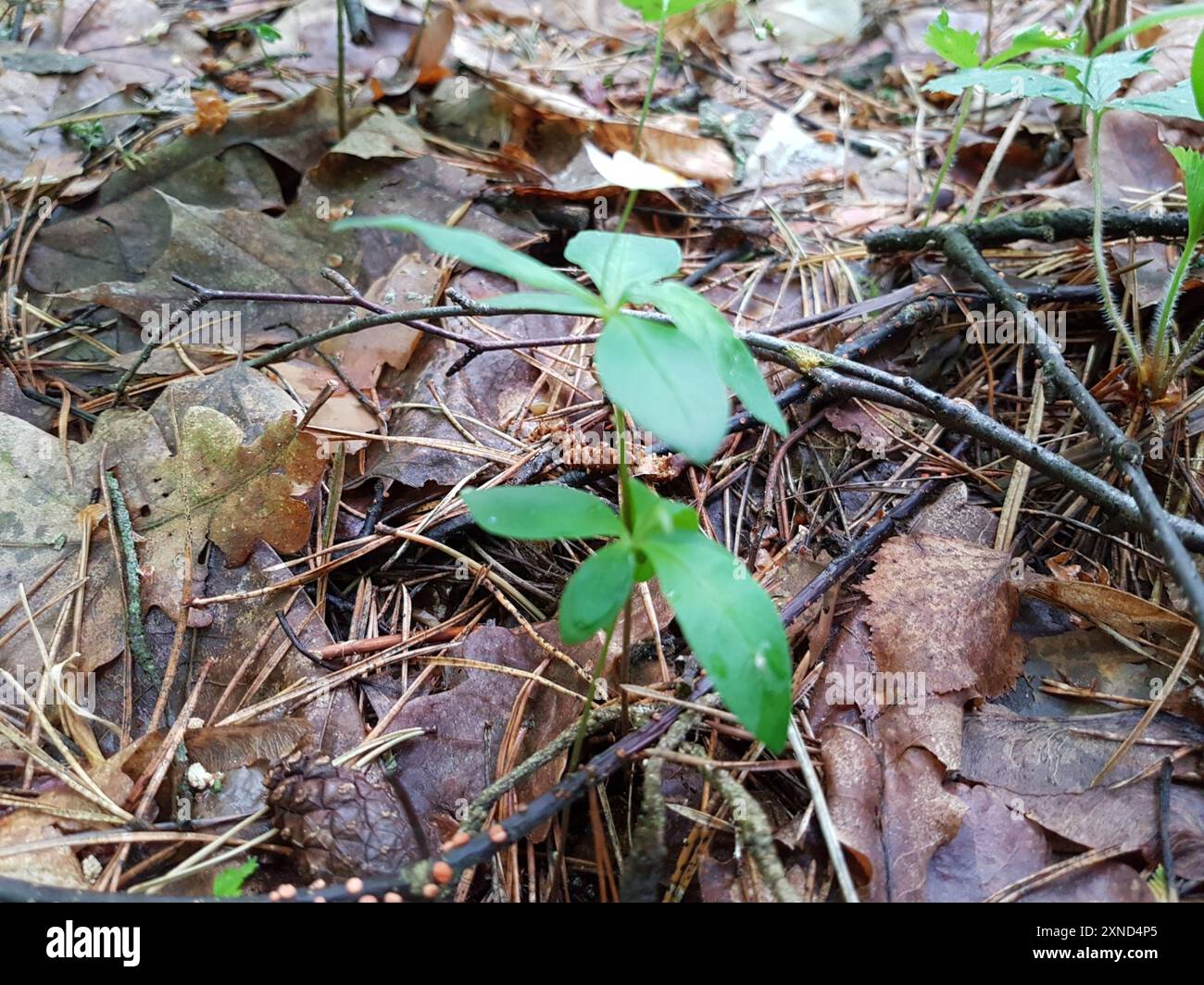 Arctic Starflower (Lysimachia europaea) Plantae Stock Photo - Alamy