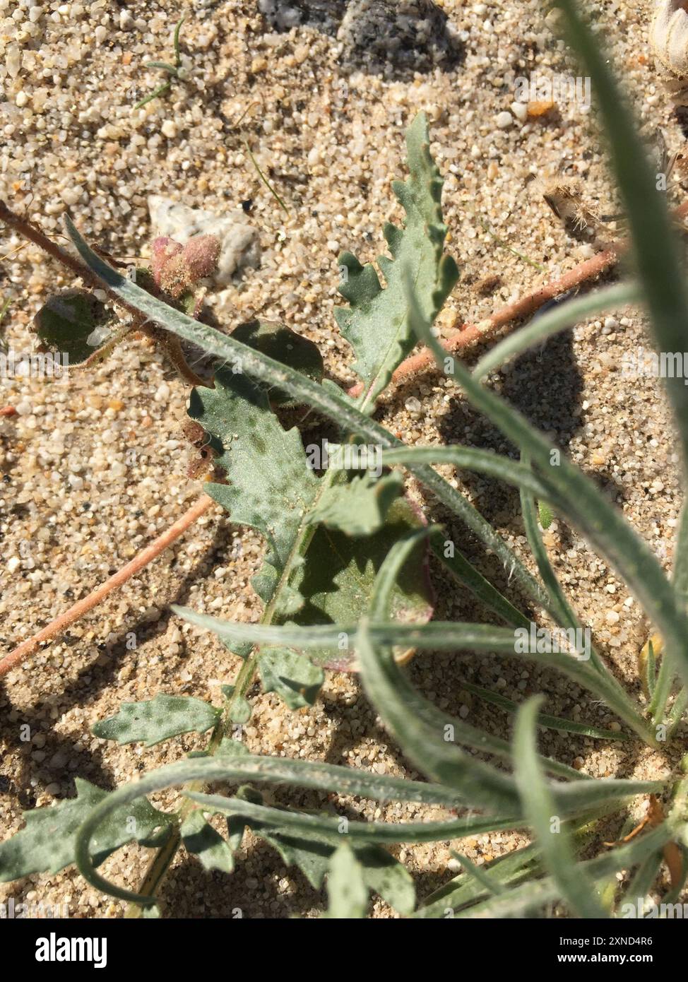 Desert Plantain (Plantago ovata) Plantae Stock Photo - Alamy