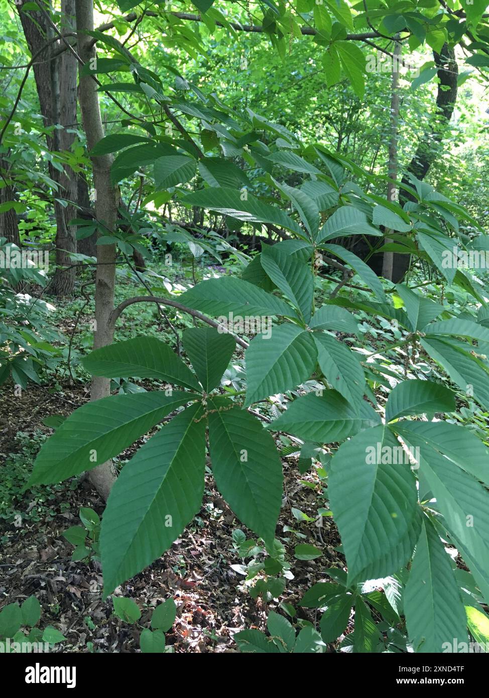 yellow buckeye (Aesculus flava) Plantae Stock Photo - Alamy