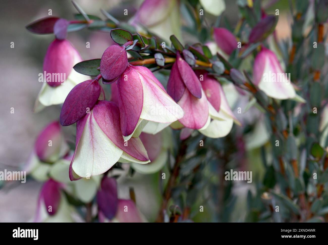 Large flowers of the Australian native Qualup Bell, Pimelea physodes ...