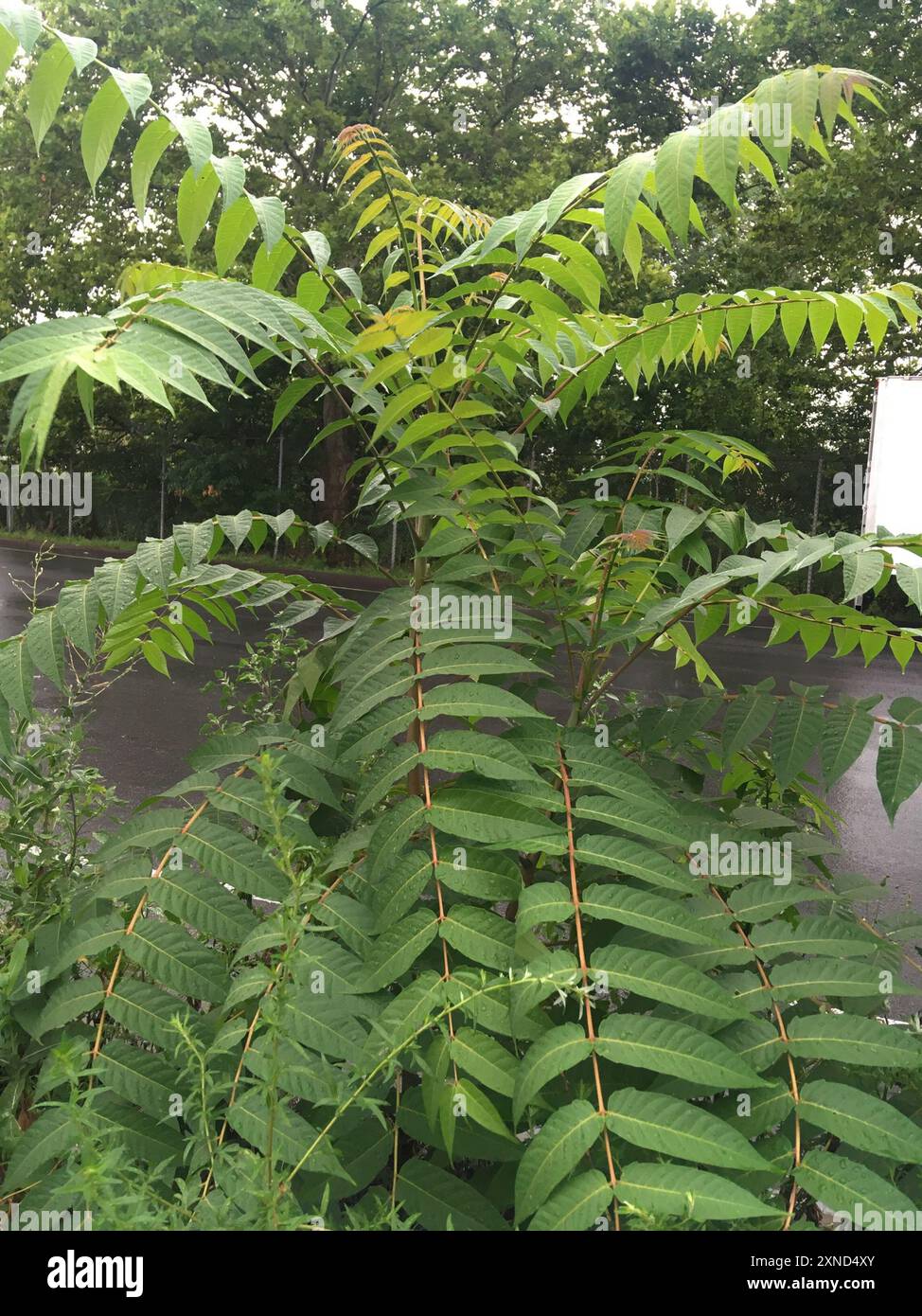 tree-of-heaven (Ailanthus altissima) Plantae Stock Photo - Alamy