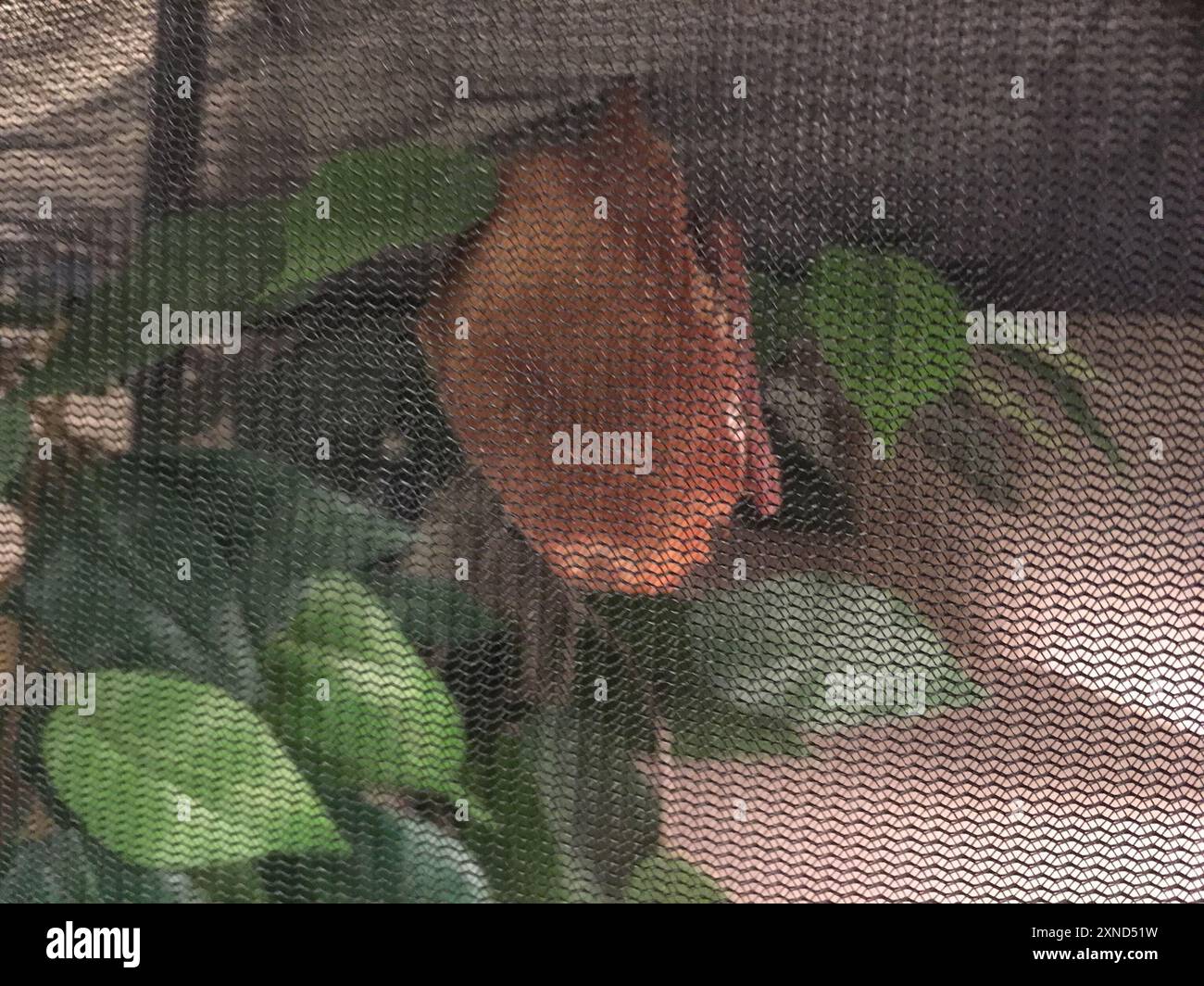 Eastern Red Bat (Lasiurus borealis) Mammalia Stock Photo - Alamy