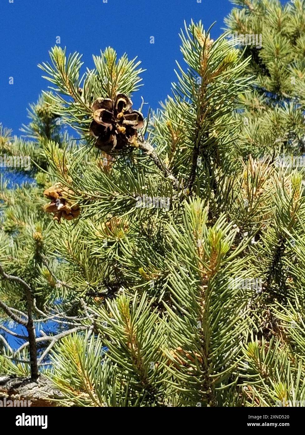 singleleaf pinyon (Pinus monophylla) Plantae Stock Photo - Alamy