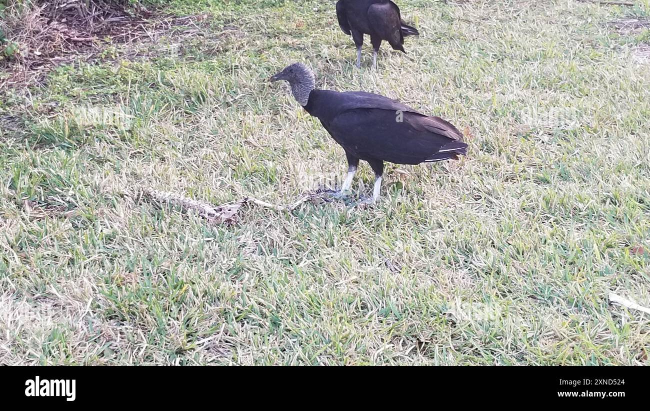 Black Vulture (Coragyps atratus) Aves Stock Photo - Alamy
