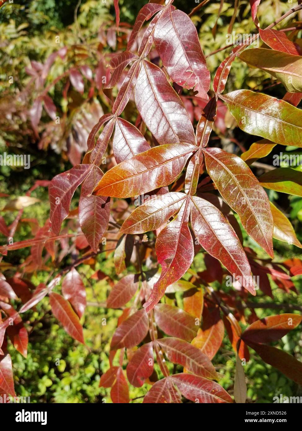 shining sumac (Rhus copallinum) Plantae Stock Photo - Alamy