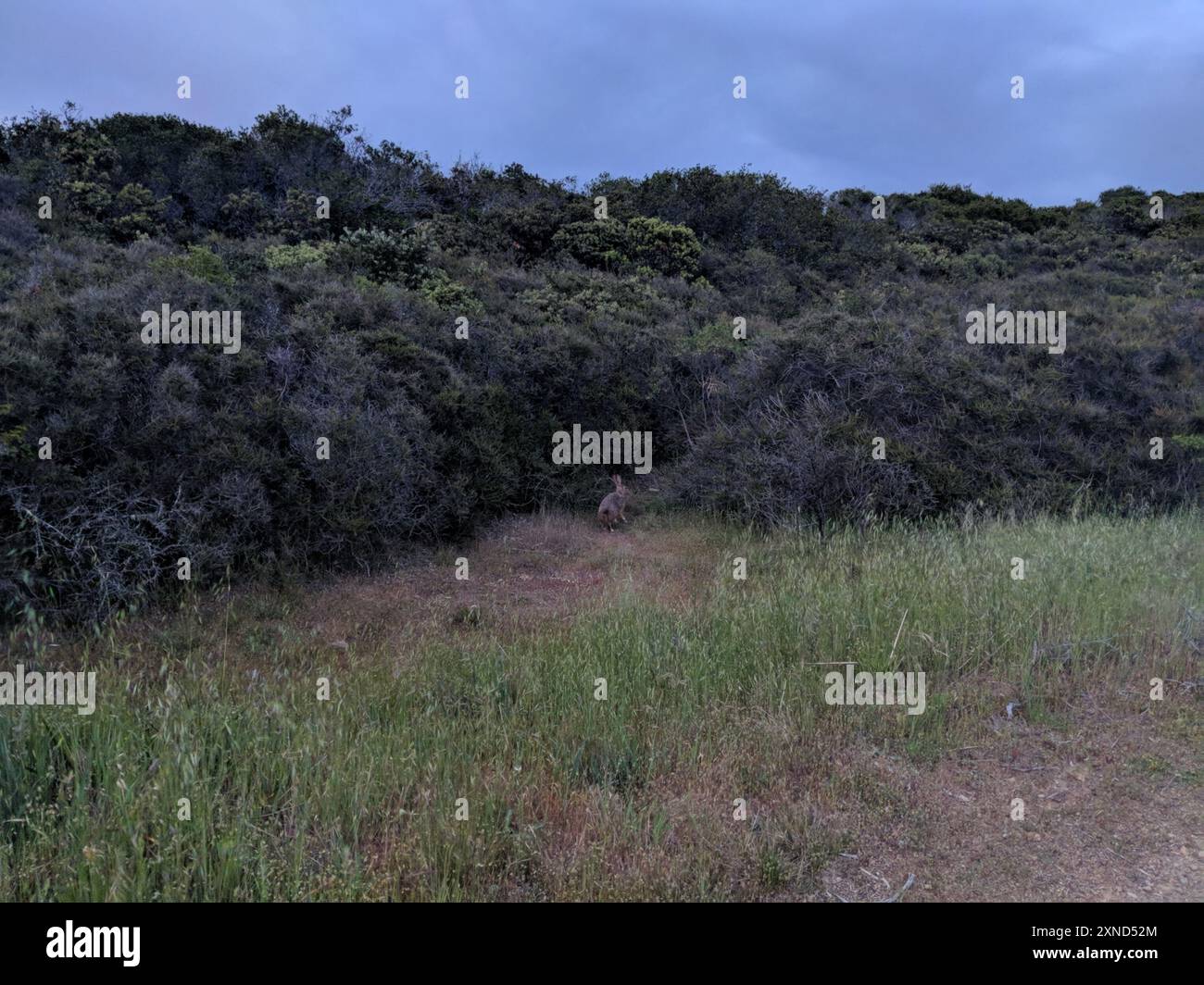Black-tailed Jackrabbit (Lepus californicus) Mammalia Stock Photo - Alamy
