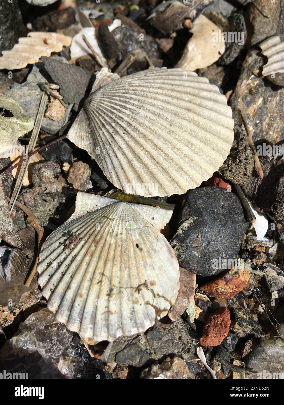 Atlantic Bay Scallop (Argopecten irradians) Mollusca Stock Photo - Alamy