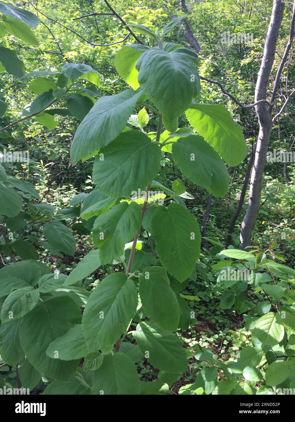 Wayfaring-tree (Viburnum lantana) Plantae Stock Photo - Alamy