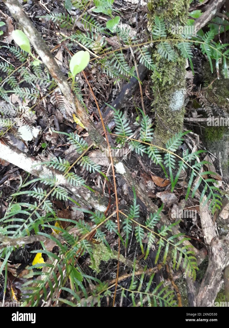 Austral Bracken (Pteridium esculentum) Plantae Stock Photo - Alamy