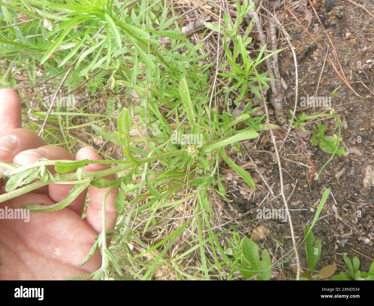Pennsylvania Cudweed (Gamochaeta pensylvanica) Plantae Stock Photo - Alamy
