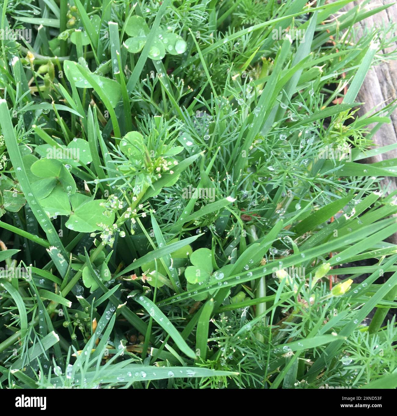 Marsh parsley (Cyclospermum leptophyllum) Plantae Stock Photo - Alamy