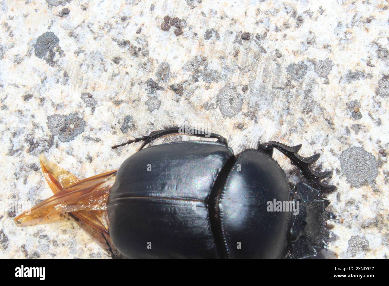 Sacred Scarab (Scarabaeus sacer) Insecta Stock Photo - Alamy