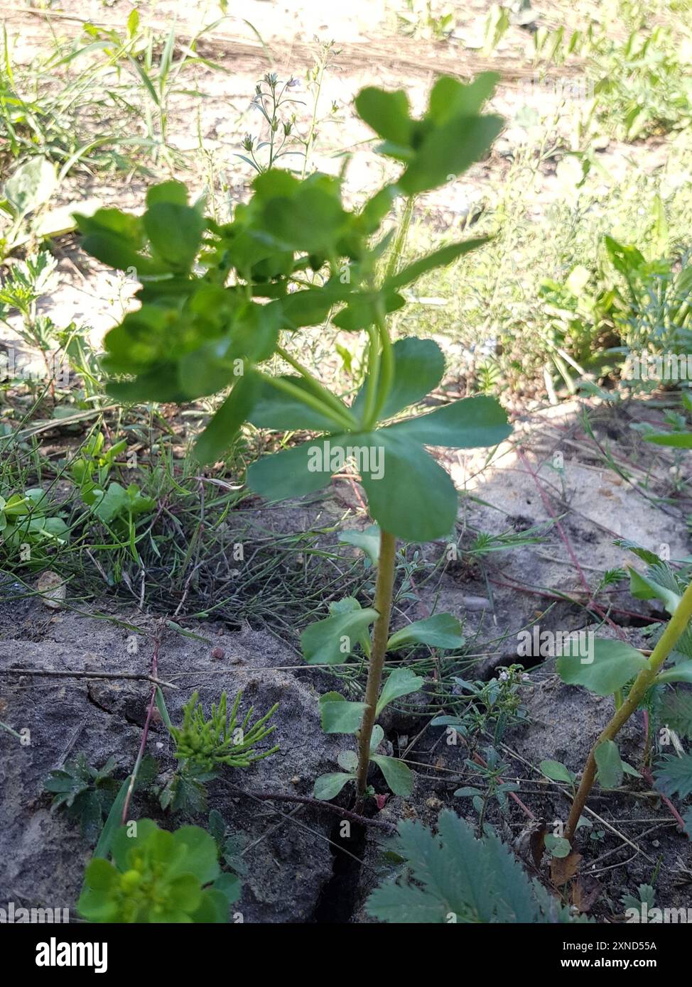 Sun spurge (Euphorbia helioscopia) Plantae Stock Photo - Alamy