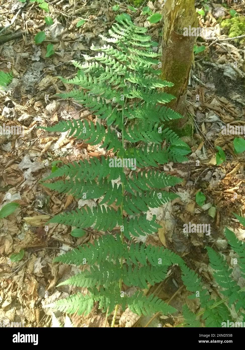 marginal wood fern (Dryopteris marginalis) Plantae Stock Photo - Alamy