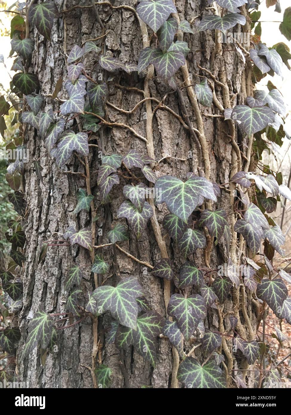 common ivy (Hedera helix) Plantae Stock Photo - Alamy