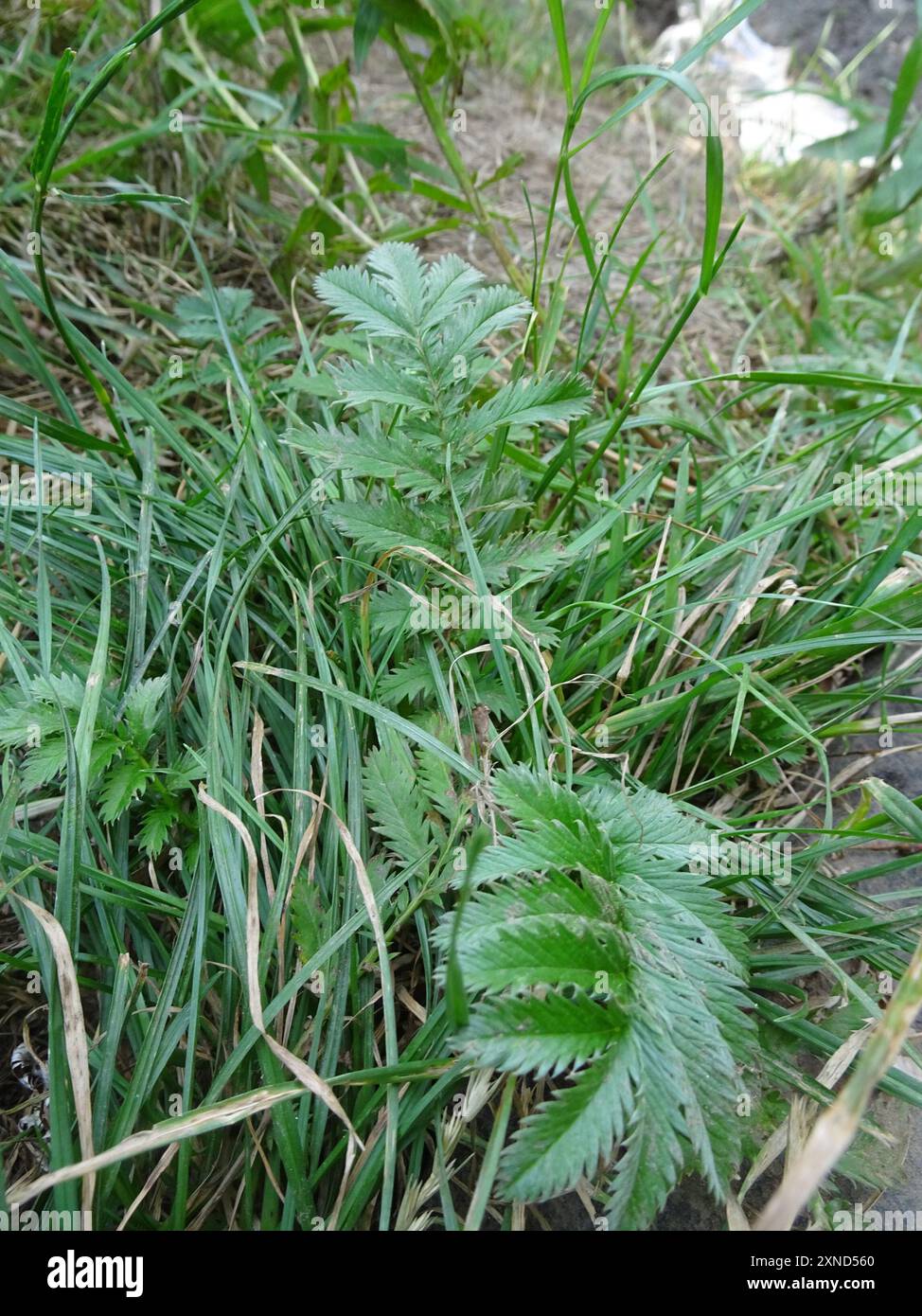 common silverweed (Argentina anserina) Plantae Stock Photo - Alamy