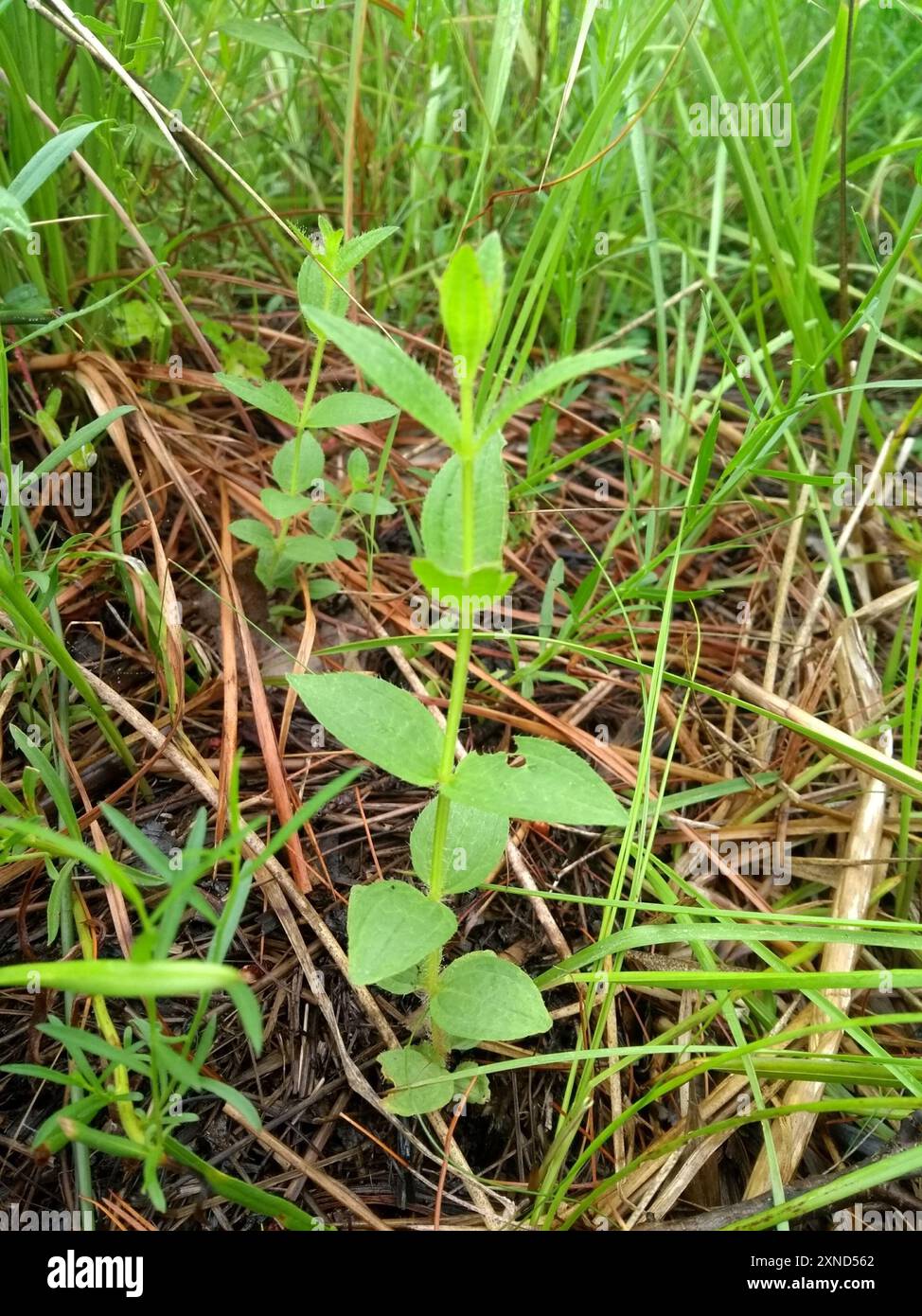 Virginia meadowbeauty (Rhexia virginica) Plantae Stock Photo - Alamy