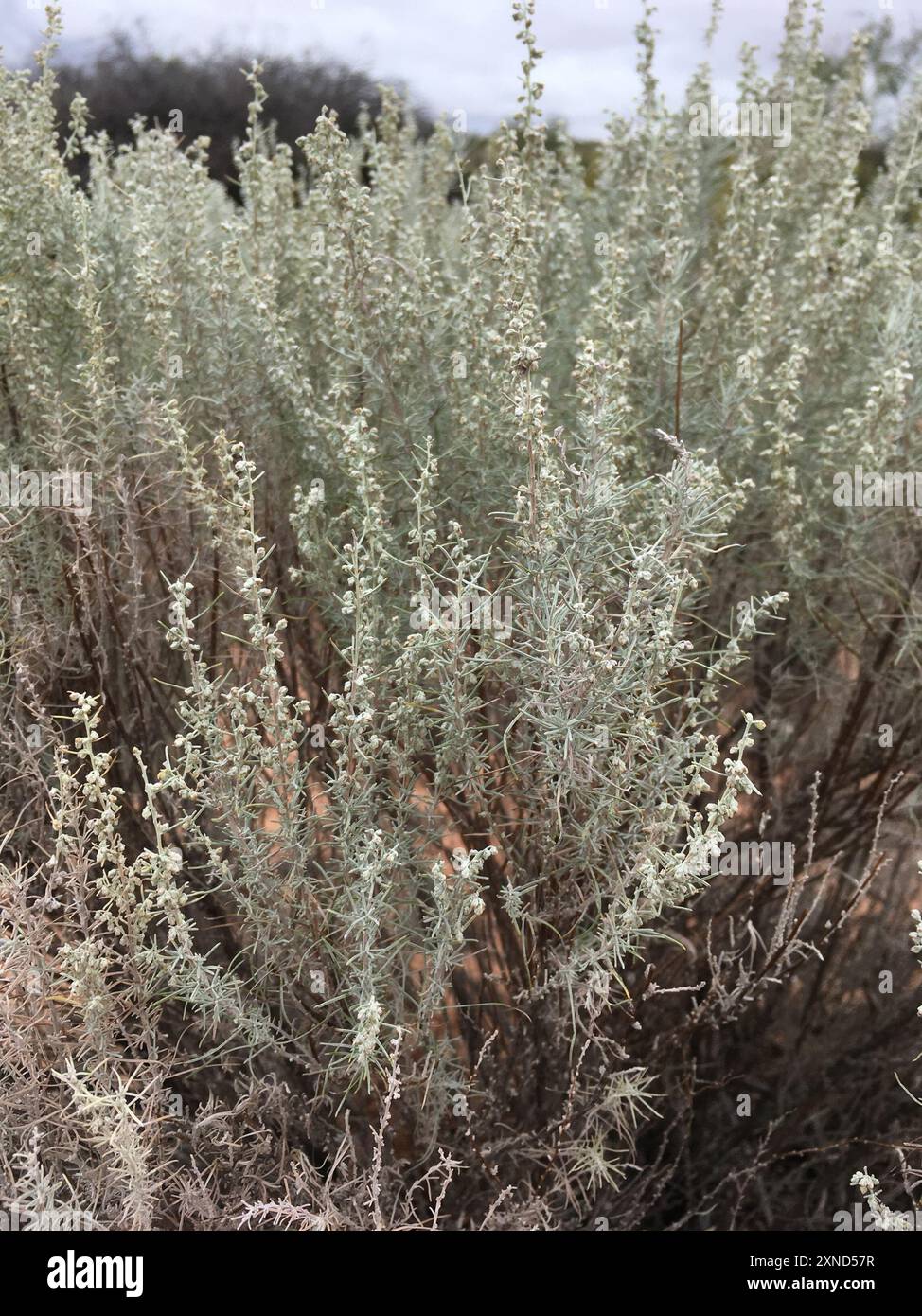 Artemisia filifolia hi-res stock photography and images - Alamy