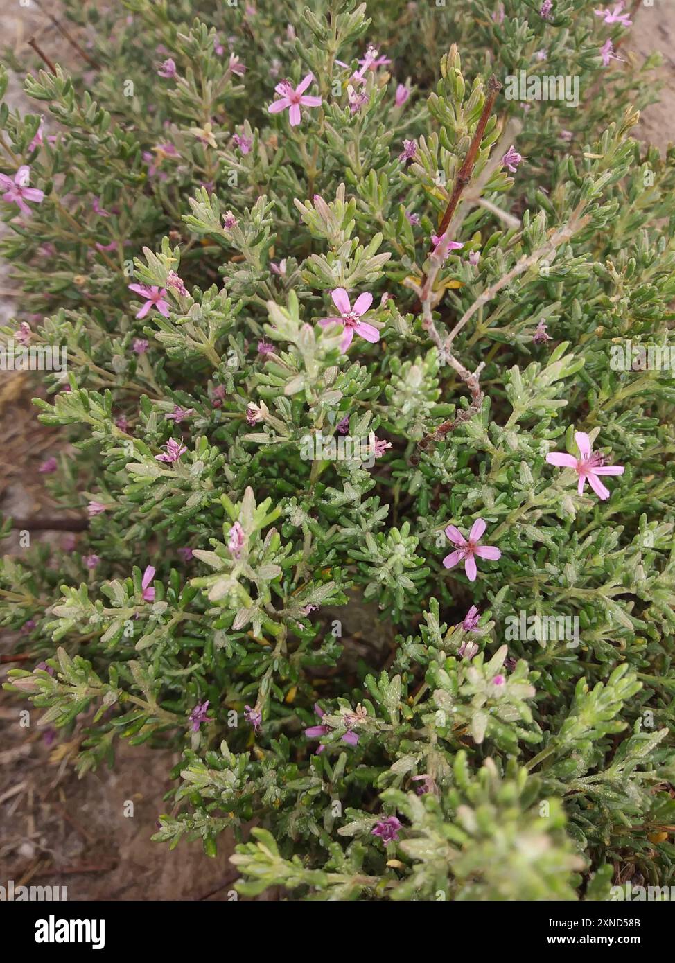 Alkali Heath (Frankenia salina) Plantae Stock Photo - Alamy