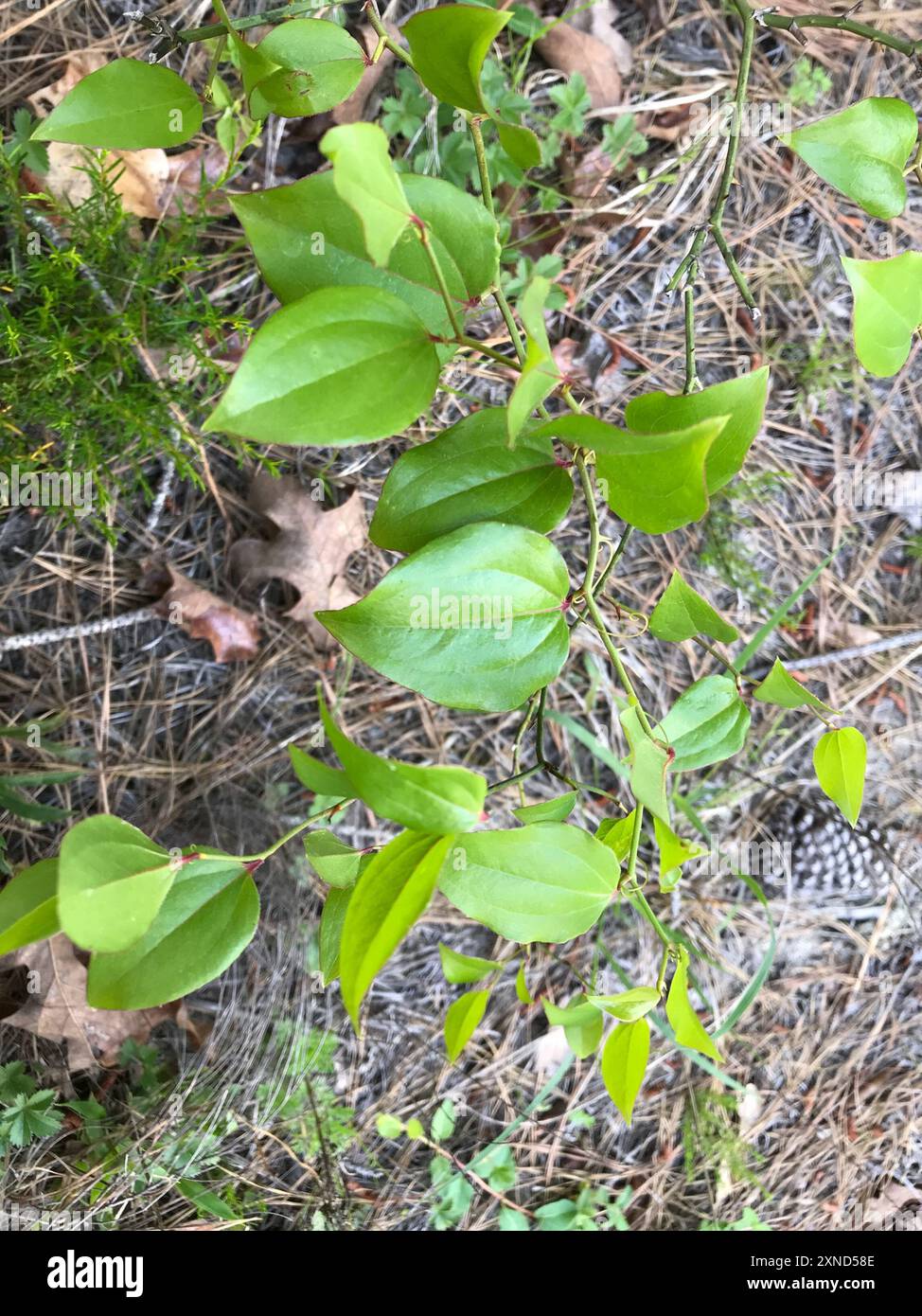 roundleaf greenbrier (Smilax rotundifolia) Plantae Stock Photo - Alamy